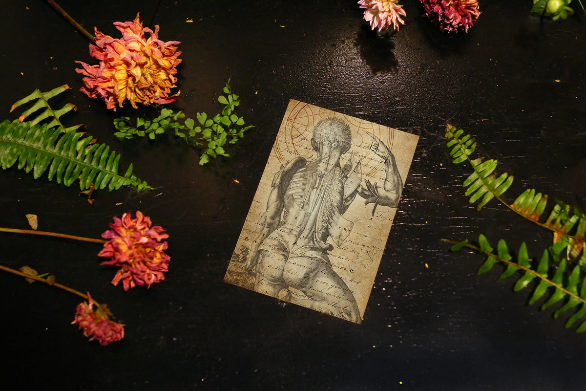 Anatomia, Antique Anatomy Postcard/Greeting Card Set, Exclusively Desi ...